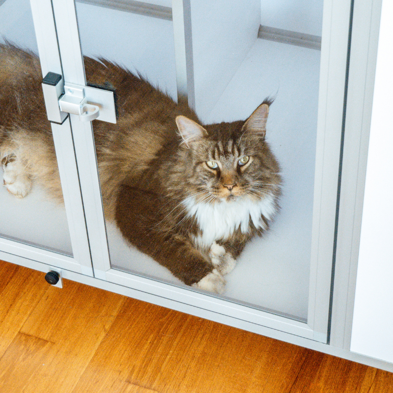 Module d'élevage chat - Braveur