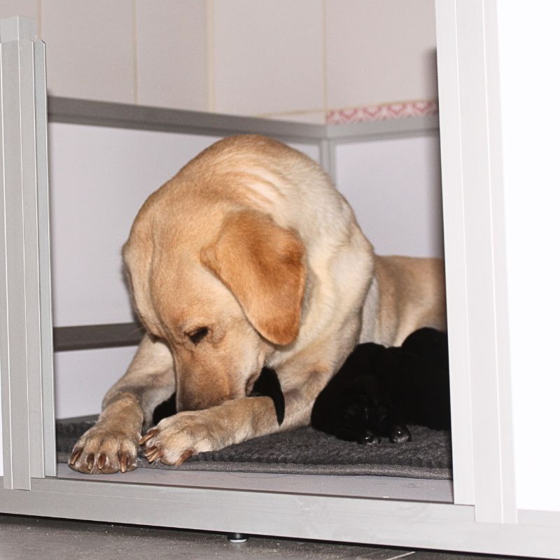 Caisse de mise-bas - Braveur